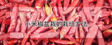 小米椒盆栽的栽培方法 蓝妖花园
