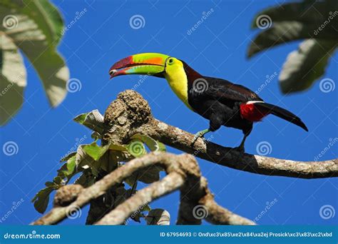Bird With Big Bill Keel Billed Toucan Ramphastos Sulfuratus With Food