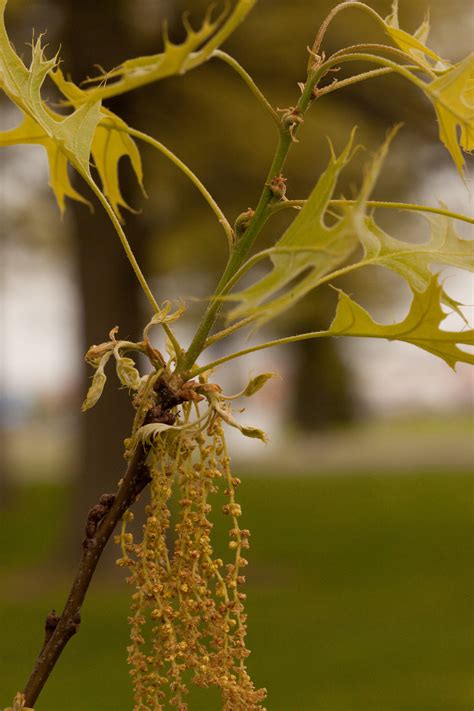Pin Oak Woody Plants Of Ohio