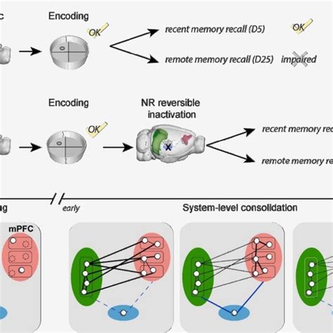 Nr Contribution In Hpc Mpfc Dependent Long Term Memory Consolidation Download Scientific Diagram