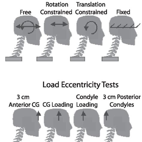 Effect Of Muscle On The Load Distribution In The Cervical Motion