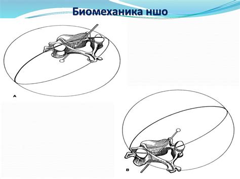 Анатомия шейного отдела позвоночника презентация онлайн