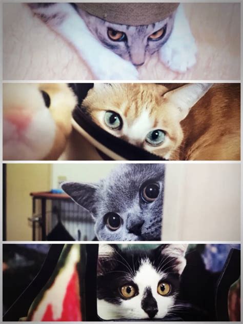 声優の上坂すみれさんも癒やされた♡「ねこのひょっこり展」が開催中♪ となりねこ