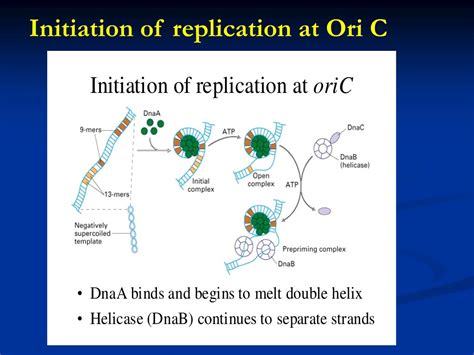 PPT Replication PowerPoint Presentation Free Download ID