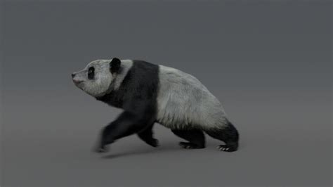 3d Giant Panda Houdini Rigged Animated Turbosquid 2149557