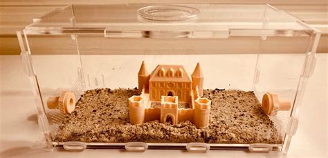 Ant Shack Formicarium And Ant Farm Kit Shop Ant Outworldsforaging