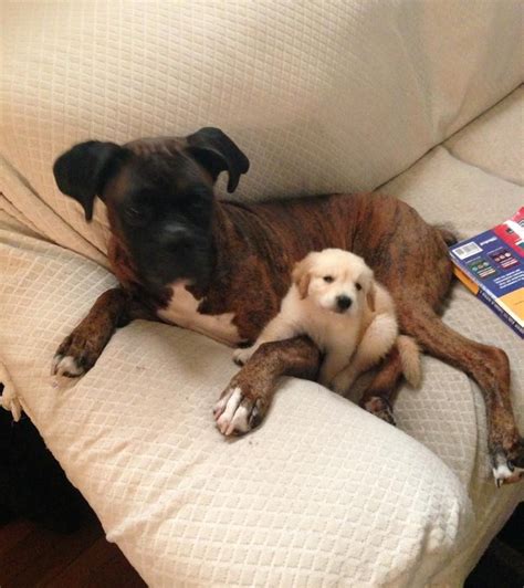 And My Gf Was Worried They Wouldnt Get Along Imgur Cute Animals