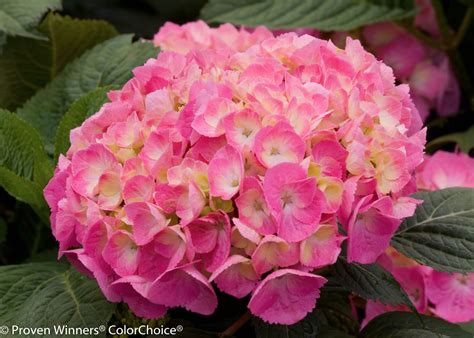 Hydrangea Macrophylla ‘lets Dance Diva® Blue Sky Nursery