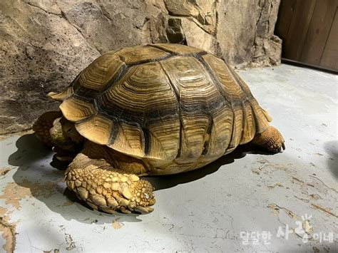 설가타 육지거북 육지 거북이 키우기 밥 수명 등껍질 네이버 블로그