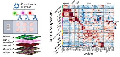 Cell长文：肿瘤研究中phenocycler Fusion空间单细胞蛋白组学（简称pcf 原codex）如何提升10x 空转数据层次 知乎