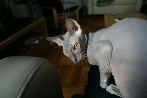 Razas De Gatos Facilisimo