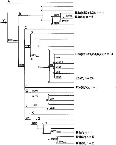 Phylogenetic Network Of Y Snp Haplogroups And Their Absolute