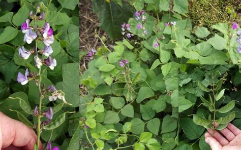 Hyacinth Purple Flower Indian Bean Lablab Purpureus Seeds Fair Dinkum