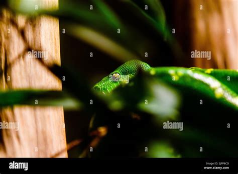 A Selective Shot Of A Green Tree Python Morelia Viridis Stock Photo
