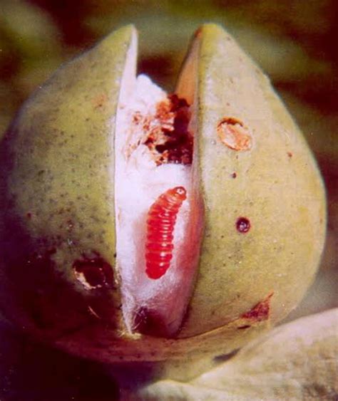 Gurvinder Singh On Linkedin Cotton