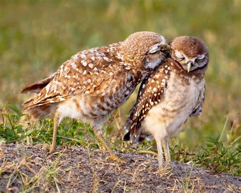 Burrowing Owl Habitat California
