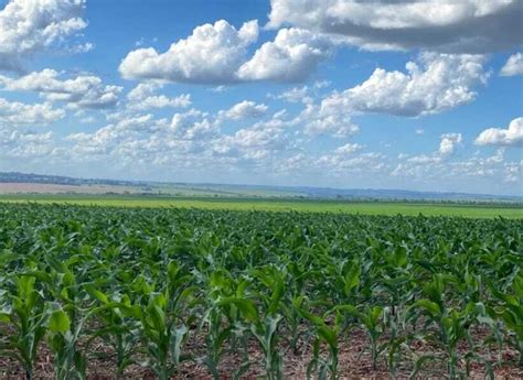 Safra agrícola de MS cresce 26 e deve fechar 28 milhões de