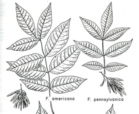 White Ash Woody Plants Of Ohio