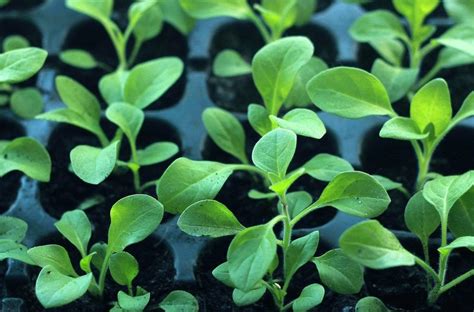 Favorite Ways Of Propagating Plants San Antonio Rainbow Gardens
