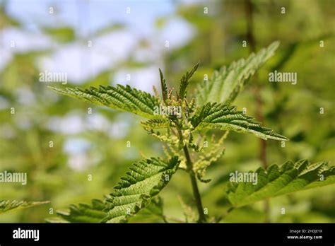 Stinging Nettle Inflorescence Stinging Nettles Inflorescences Stock