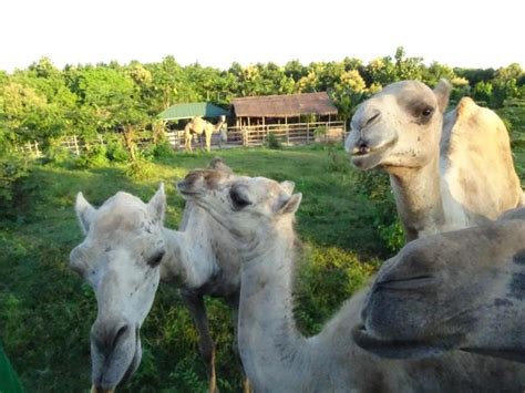 Yin Win Hlaing On Linkedin Naypyidaw Safari