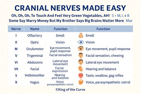 🧠 Cranial Nerves Made Easy Mnemonics Functions And Nclex Tricks — King Of The Curve