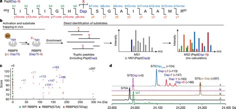 Identifying Rbbp9dap75 Conjugates A The Dap Containing Tryptic