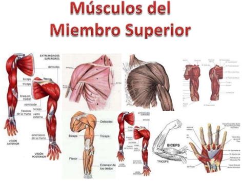 Anatomia Musculos Del Miembro Superior Kulturaupice
