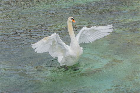 Birding In Geneva Switzerland