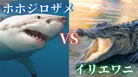 【最強対決】ホホジロザメvsイリエワニ‼ Youtube