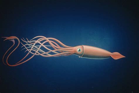 Download Pink Squid Art Wallpaper Wallpapers Com