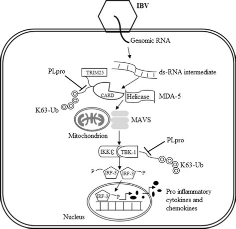 Schematic Representation Of How Ibv Plpro Inhibits The Ifn Synthesis Download Scientific Diagram