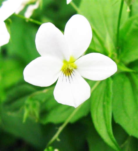 白色のスミレ（菫）の花言葉と誕生花－花の持つ言葉