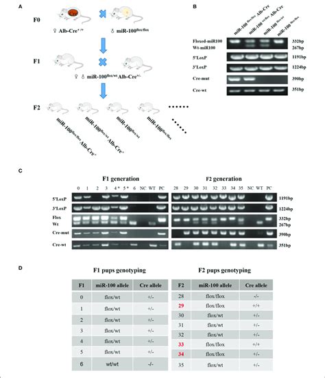 Generation Of Mice With Alb Cre Mediated Mir 100 Deletion A