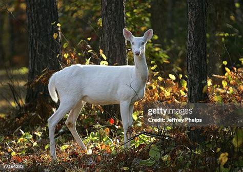 Albino Whitetail Deer Photos And Premium High Res Pictures Getty Images