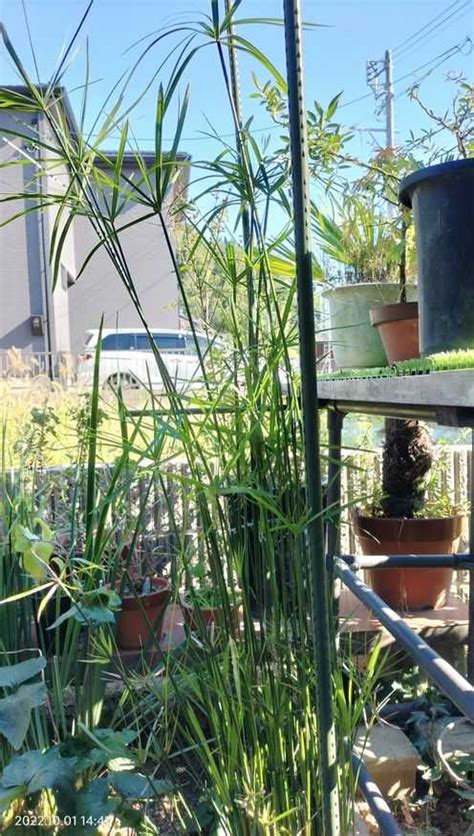 カヤツリグサ科カヤツリグサ属 歌 と こころ と 心 の さんぽ 楽天ブログ