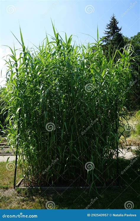 Arundo Donax Grows In July Potsdam Germany Stock Image Image Of