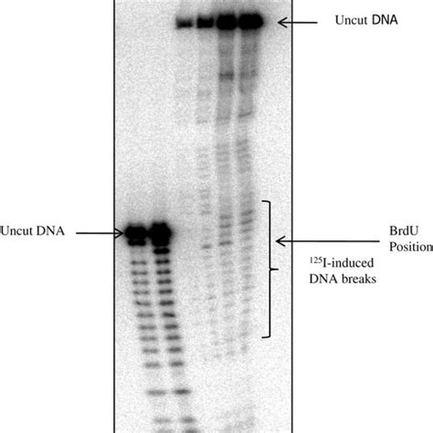 Page Analysis Of The Effect Of Brdu On 125i Induced Dna Damage All The