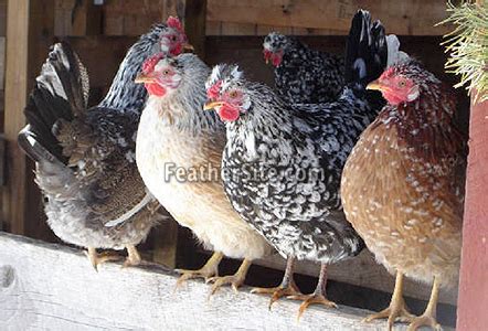 Icelandic Chickens