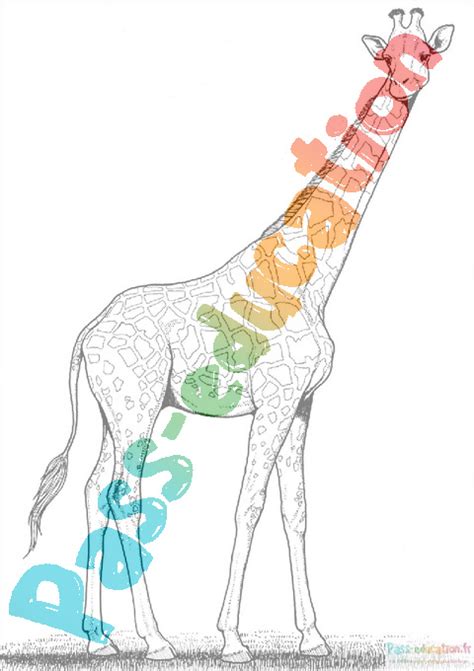 Coloriages girafe gratuit à télécharger et imprimer activité ludique