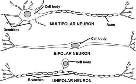 Struktur Fisik Sel Neuron Manusia