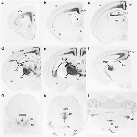 Embryonic Reporter Expression Driven By Sert Cre Mice A E In Toto