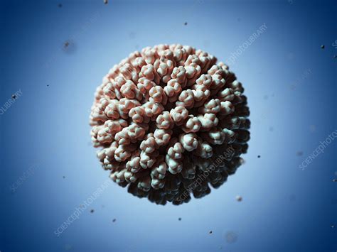Rotavirus Particle Artwork Stock Image F Science Photo