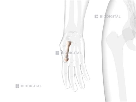 Right Second Metacarpal Biodigital Anatomy