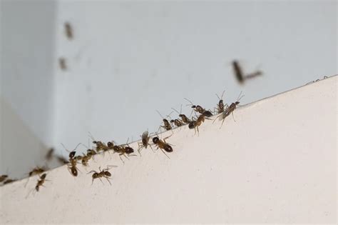 Como Fazer Armadilhas Para Formigas 6 Passos