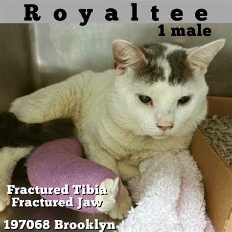 Must ♦♦medical Priority Left Tibia Fibular Fracture Chronic Mandibular Fracture Queens