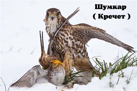 Подборка краснокнижных хищных птиц Кыргызстана (фото) - Вести.kg ...