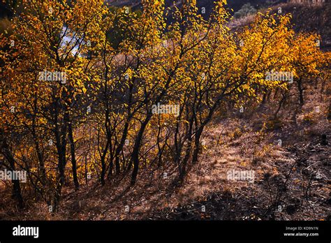 Tree With Yellow Leaves In Bright Autumnal Landscape Stock Photo Alamy