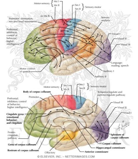 Netters Concise Neuroanatomy Medical Illustration Cerebral Cortex