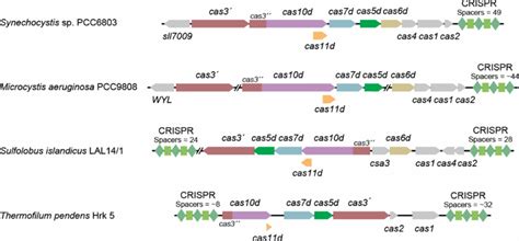 Schematic Of Representative Type I D Cas Genes And Crispr Arrays Download Scientific Diagram